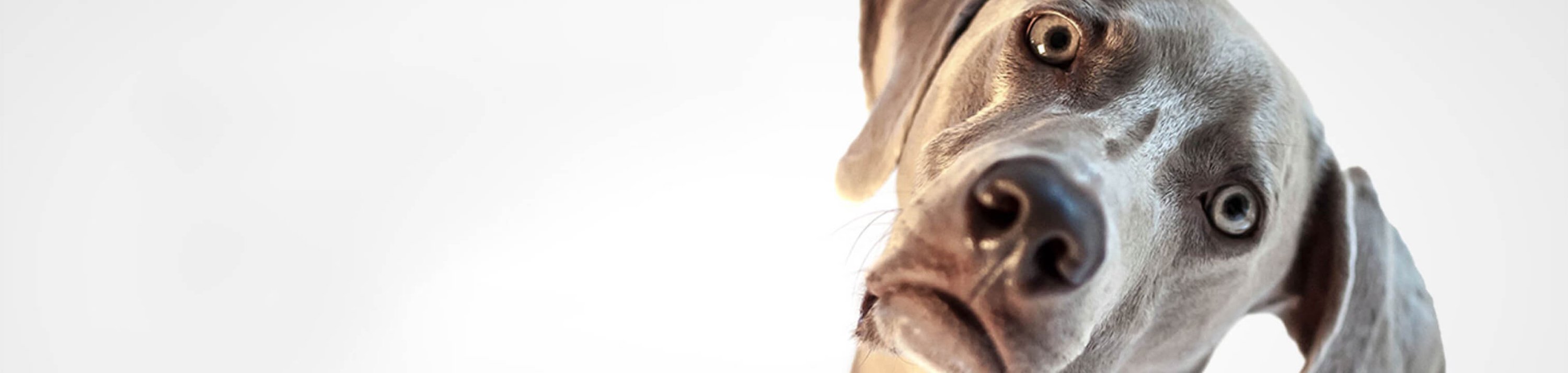 Trailer Trucking Terminology | Premier Trailer Leasing